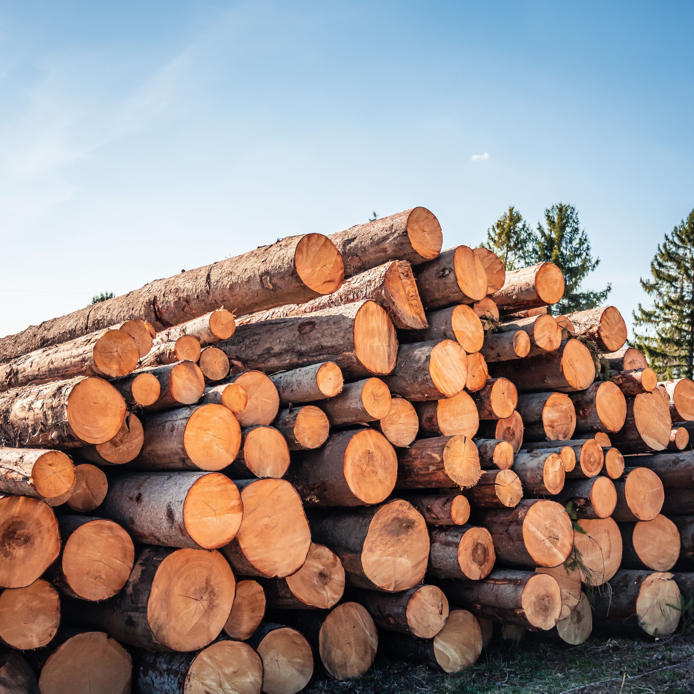 Ante Holz Englisch - Wood purchasing